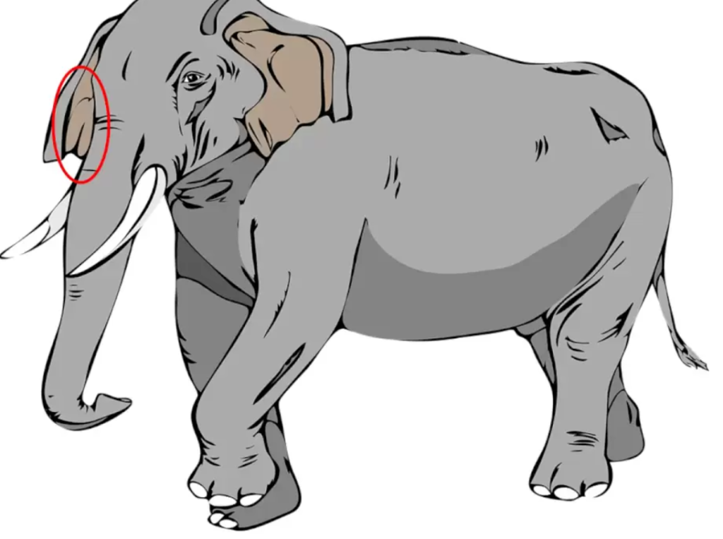 Can You Find The Hidden Alphabet In This Elephant Optical Illusion In ...