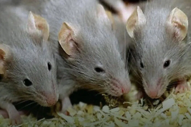 Here are 3 simple ways to keep mice out of your home – Vibes Corner